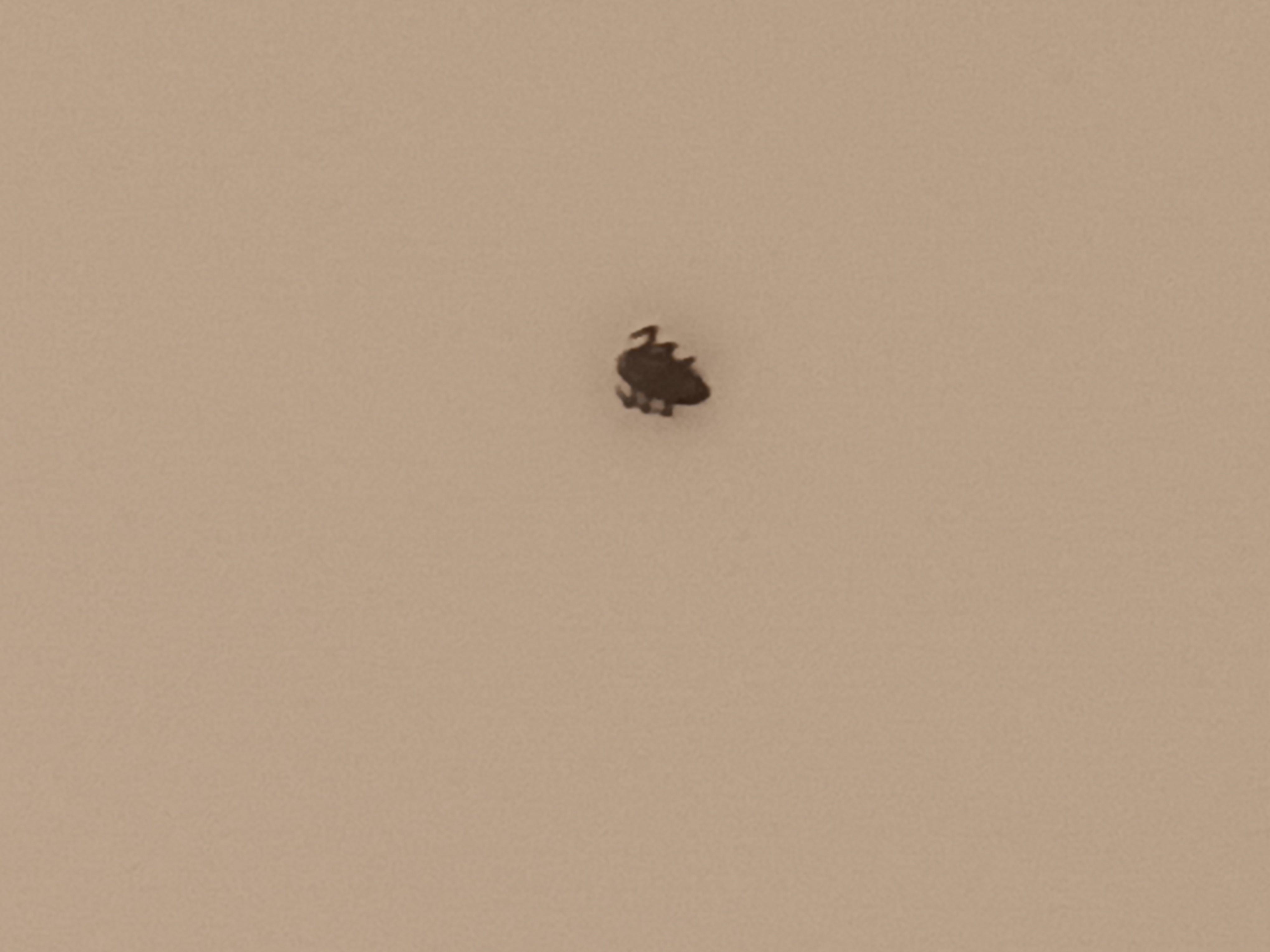 What is this bug??? ㅣ 궁금할 땐, 아하!