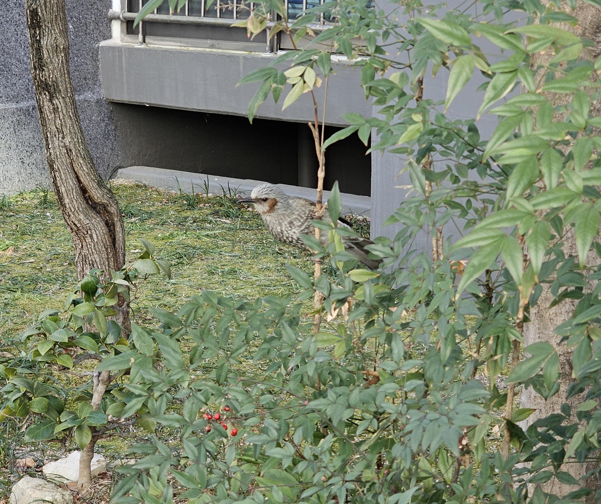 이 새 이름이 뭔지 알려주세요!!!! ㅣ 궁금할 땐, 아하!