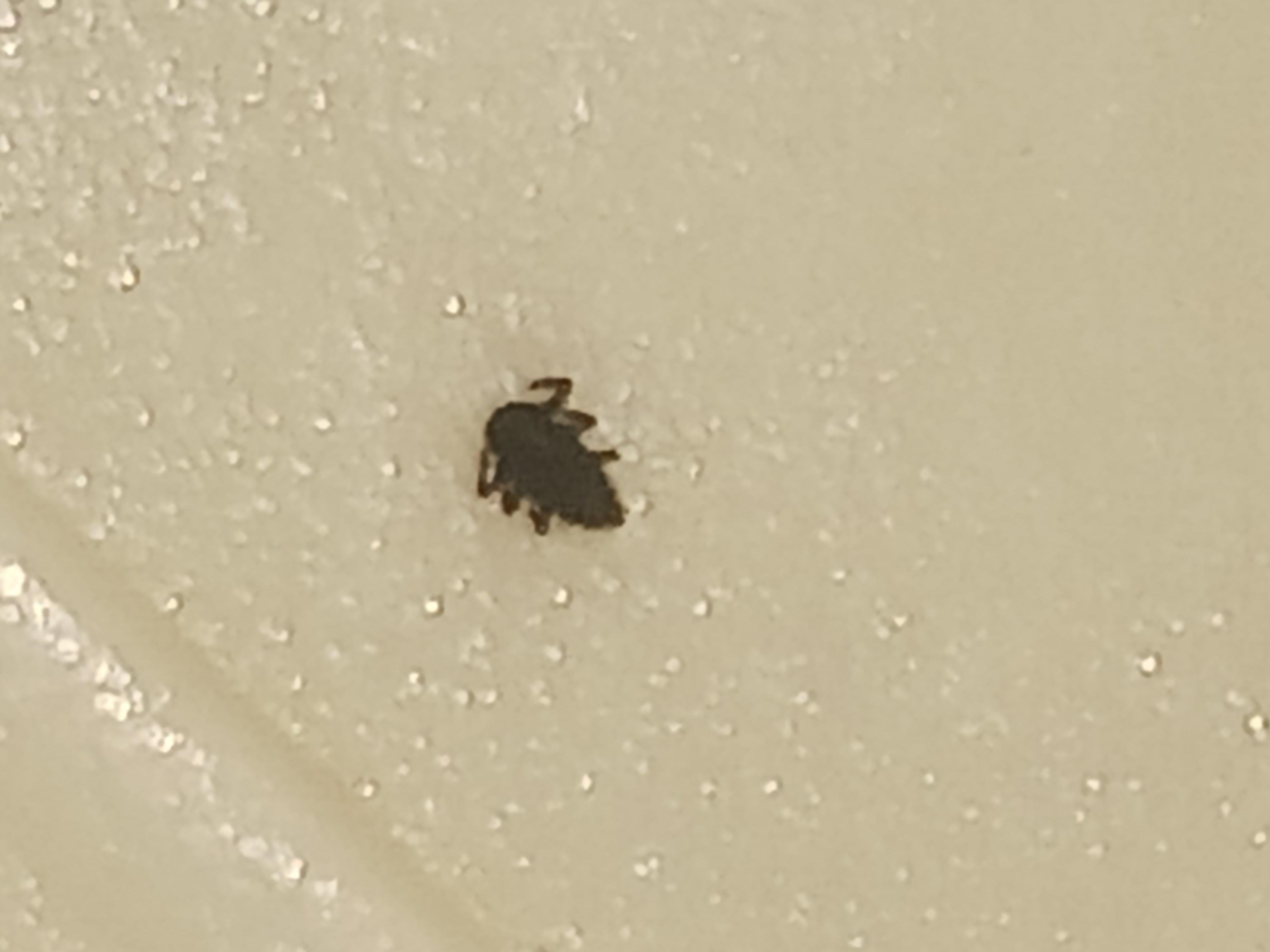What is this bug??? ㅣ 궁금할 땐, 아하!